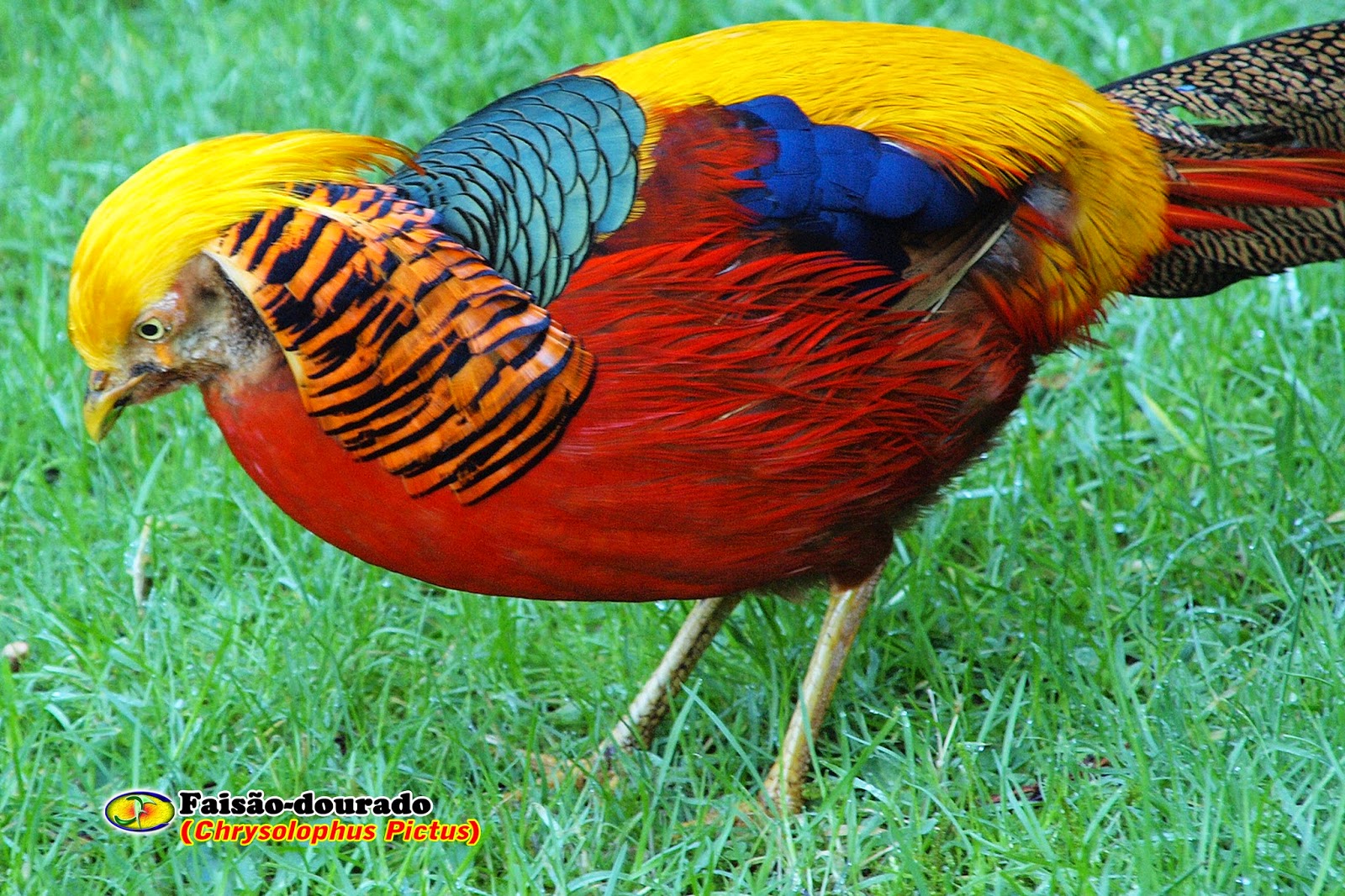 Zoologia: Faisão-dourado (Chrysolophus pictus)